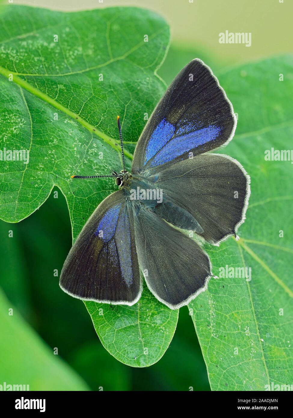 Purple hairstreak butterfly (Neozephyrus quercus) female with wings ...