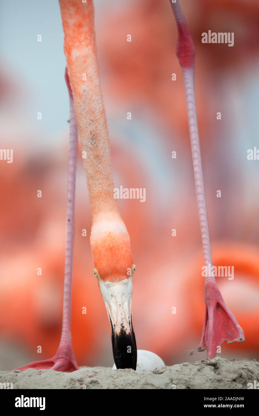 Flamingo egg hi-res stock photography and images - Alamy