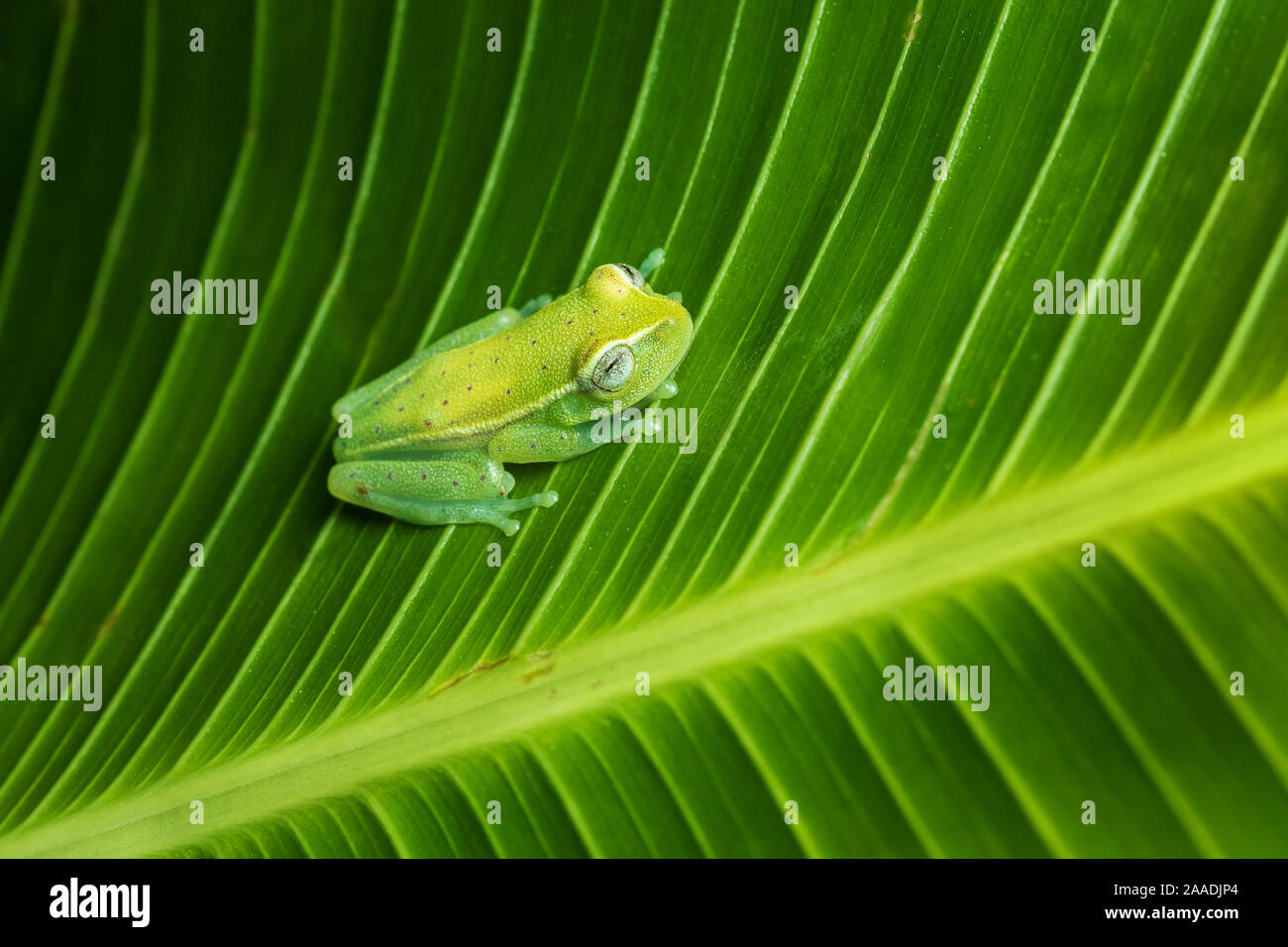 Polka dot tree frog hi-res stock photography and images - Alamy