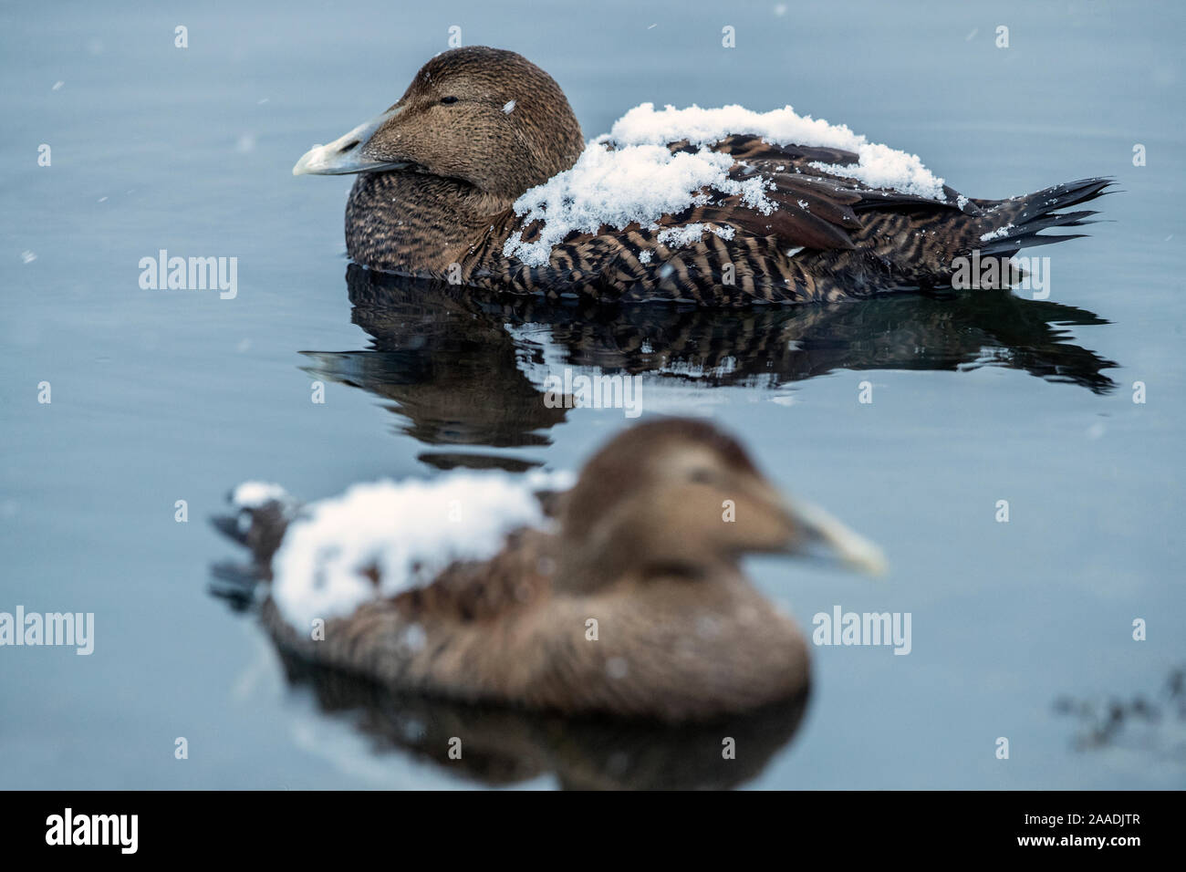 Trondelag bird hi-res stock photography and images - Alamy
