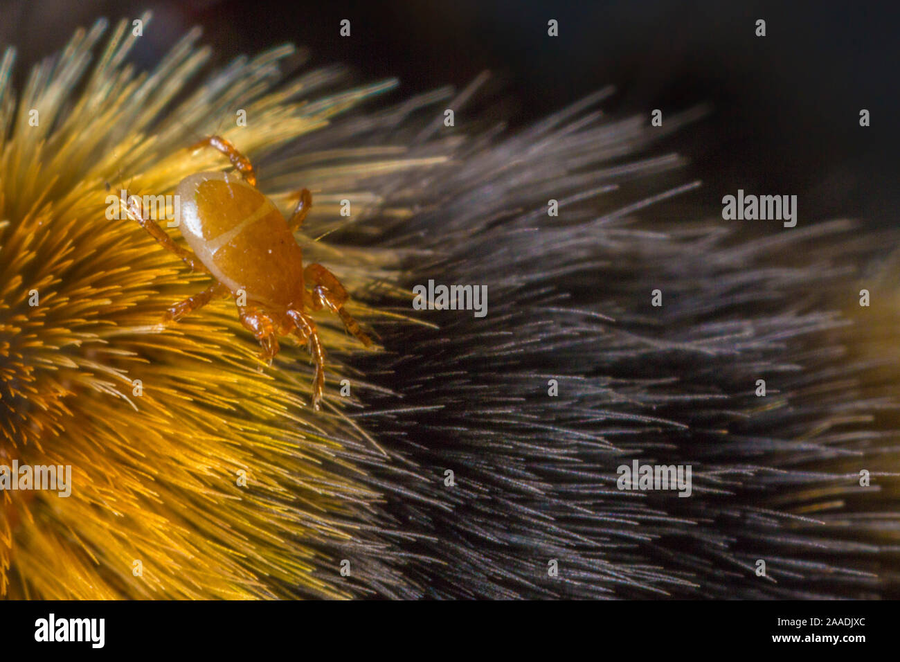 Parasitiformes hi-res stock photography and images - Alamy