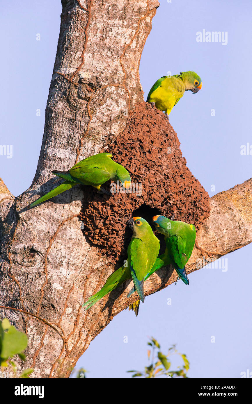 Mound nest of birds hi-res stock photography and images - Alamy