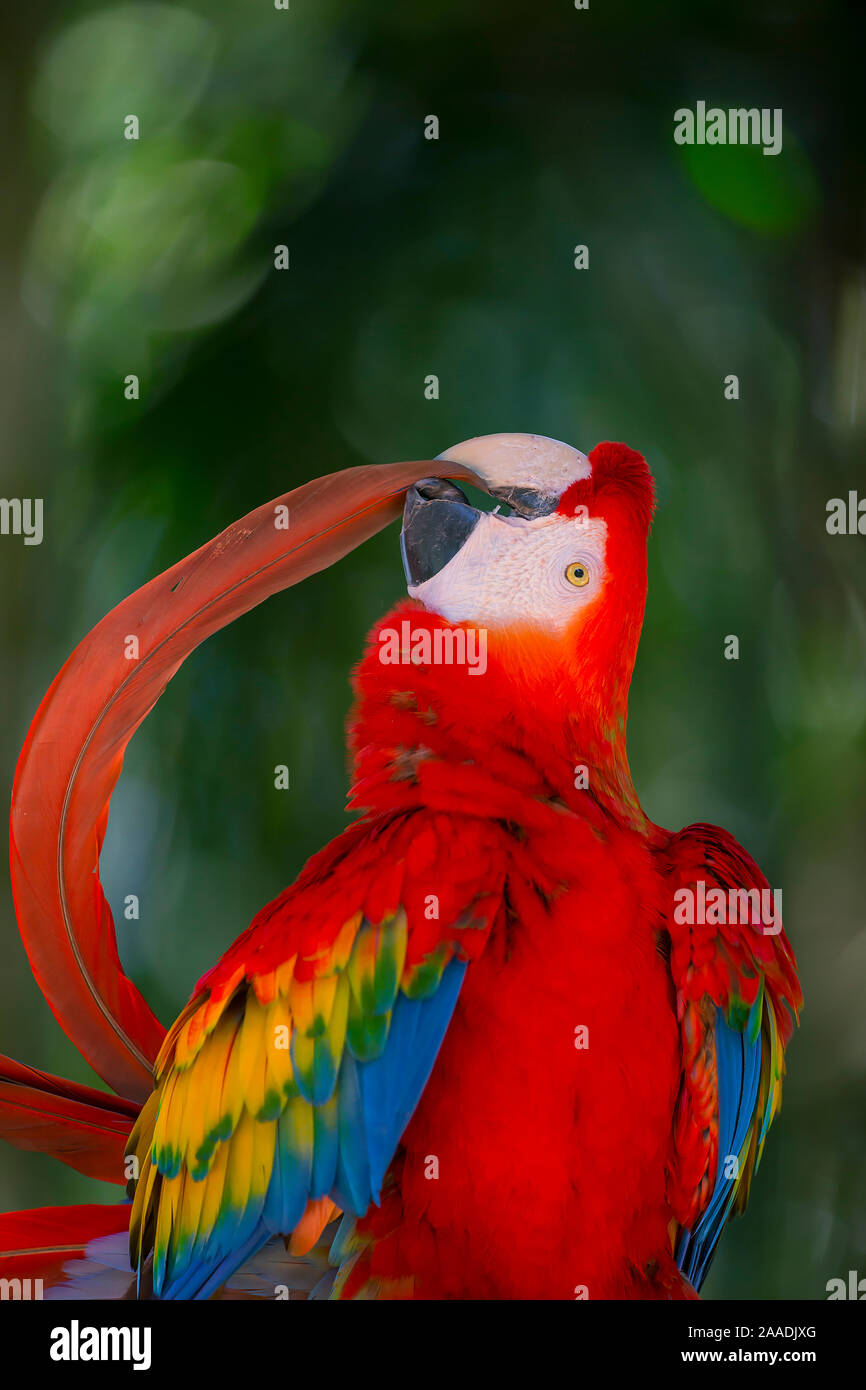 Scarlet Macaw (Ara macao) preening tail feather, Pantanal, Brazil Stock ...