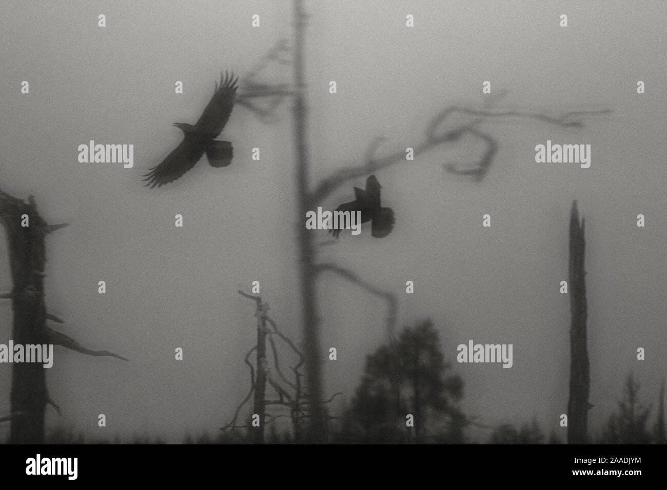 Taking birds hi-res stock photography and images - Alamy