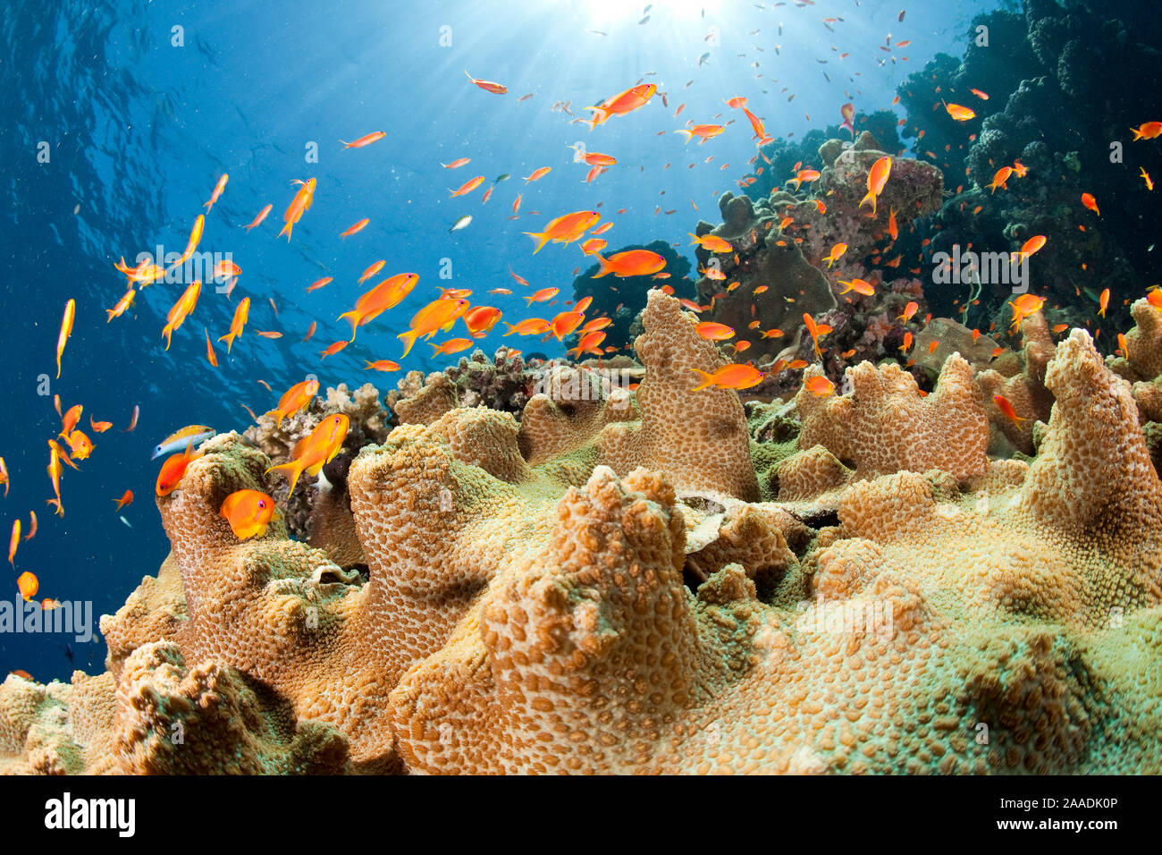 Red jewel fish hi-res stock photography and images - Alamy