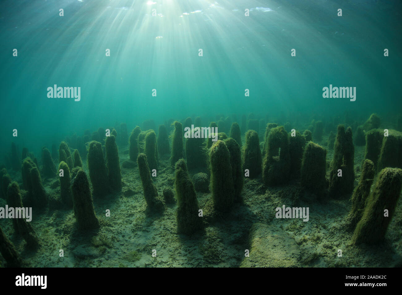 Remains of prehistoric pile dwellings / stilt houses in Lake Annecy ...