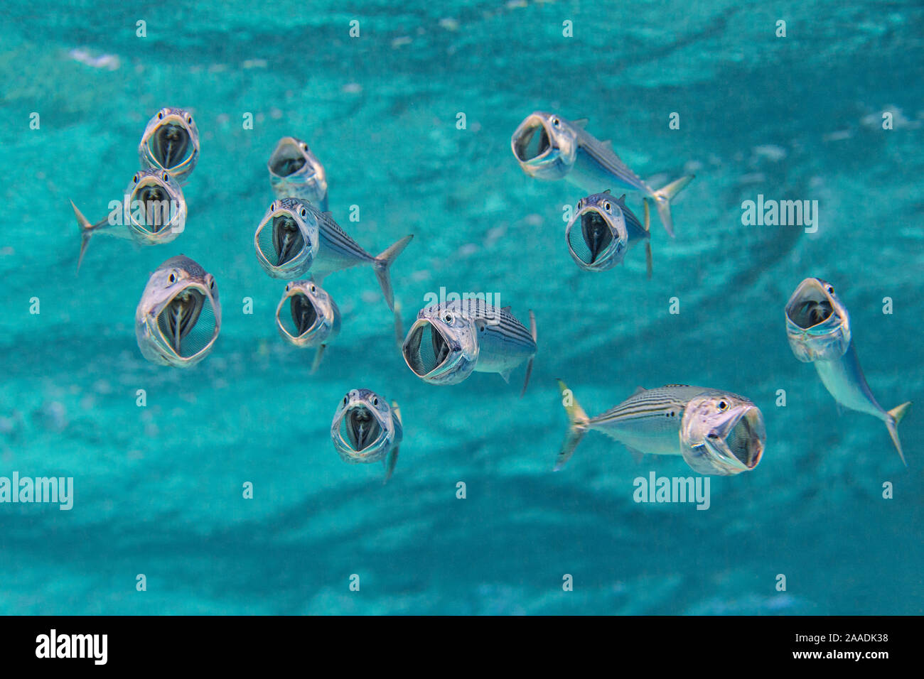 Striped mackerel (Rastrelliger kanagurta) with mouths wide open as they ...