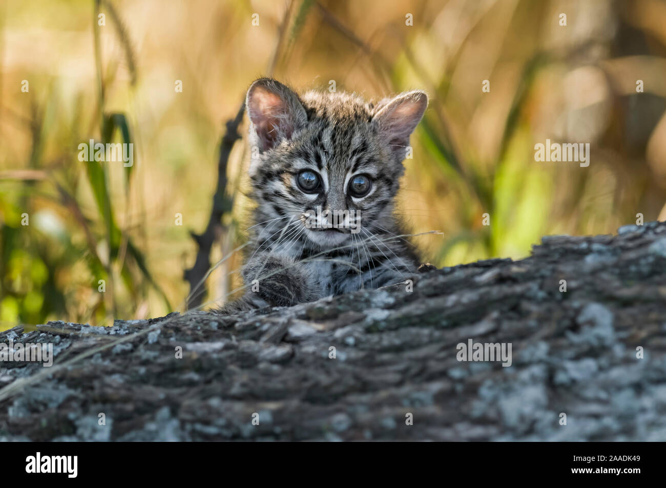 Geoffroy's cat, (Leopardus geoffroyi) Calden Forest, La Pampa ...