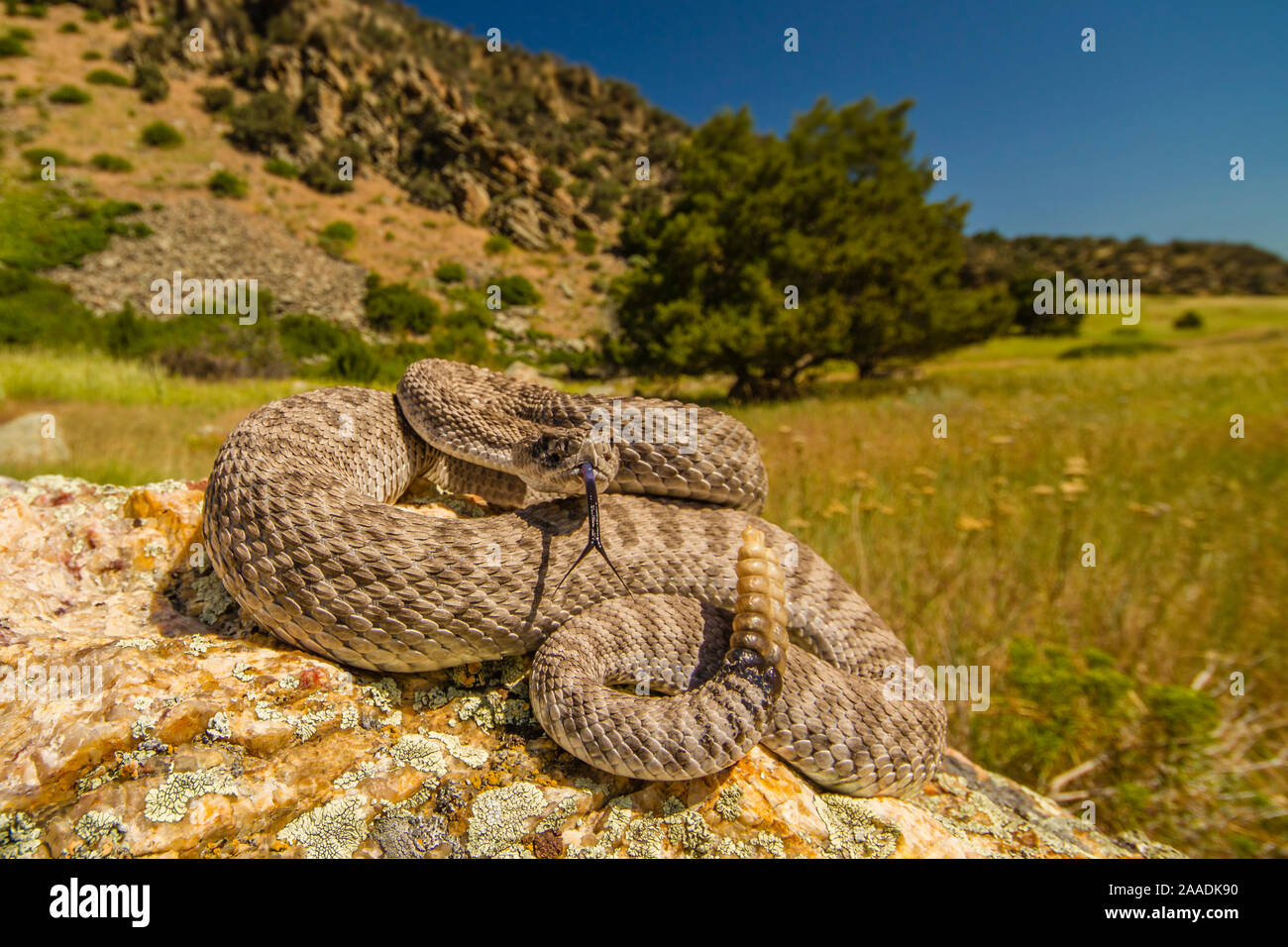 Prairie rattlesnake crotalus viridis viridis hi-res stock photography ...