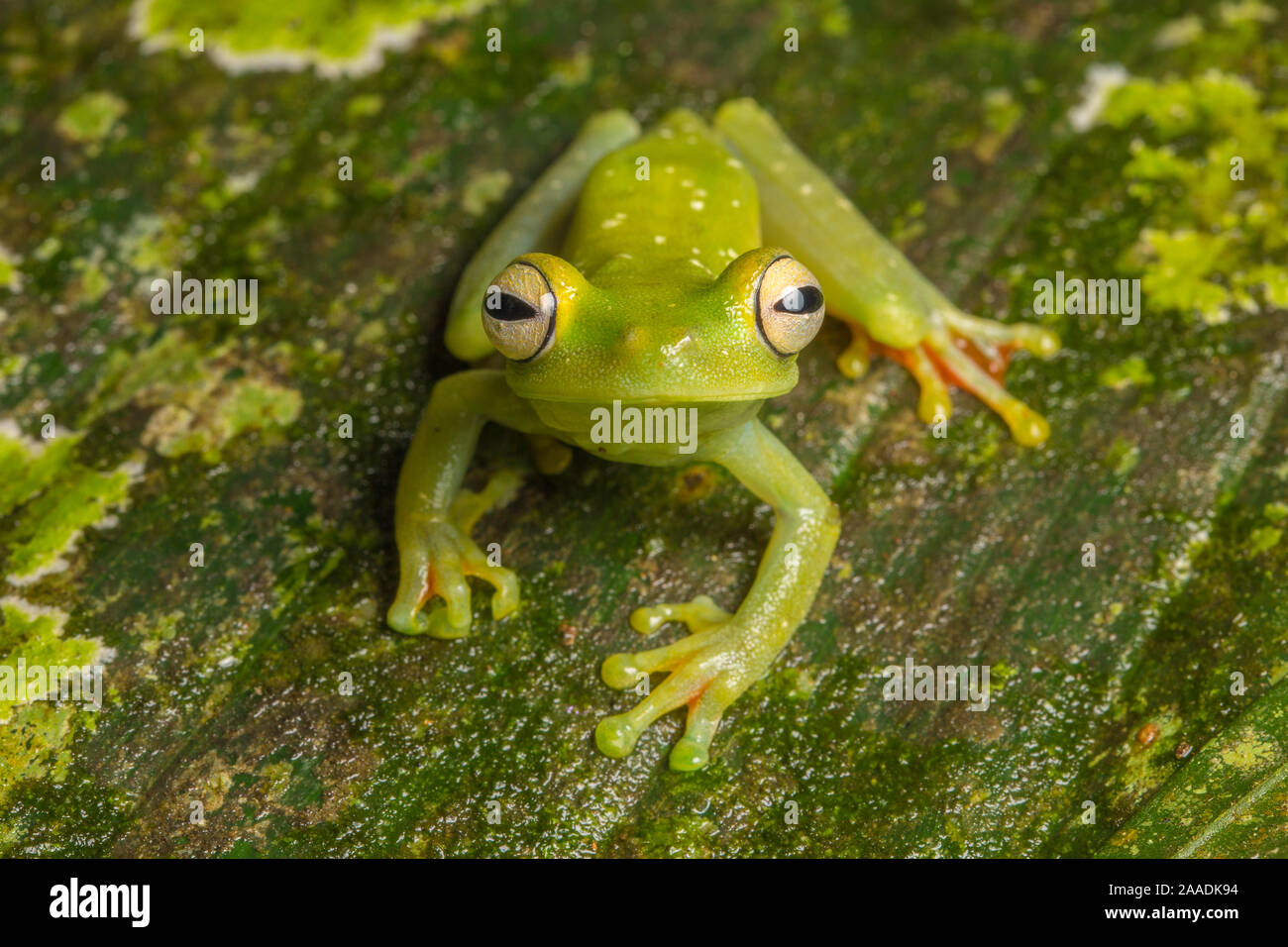 Selva tropical la selva hi-res stock photography and images - Alamy