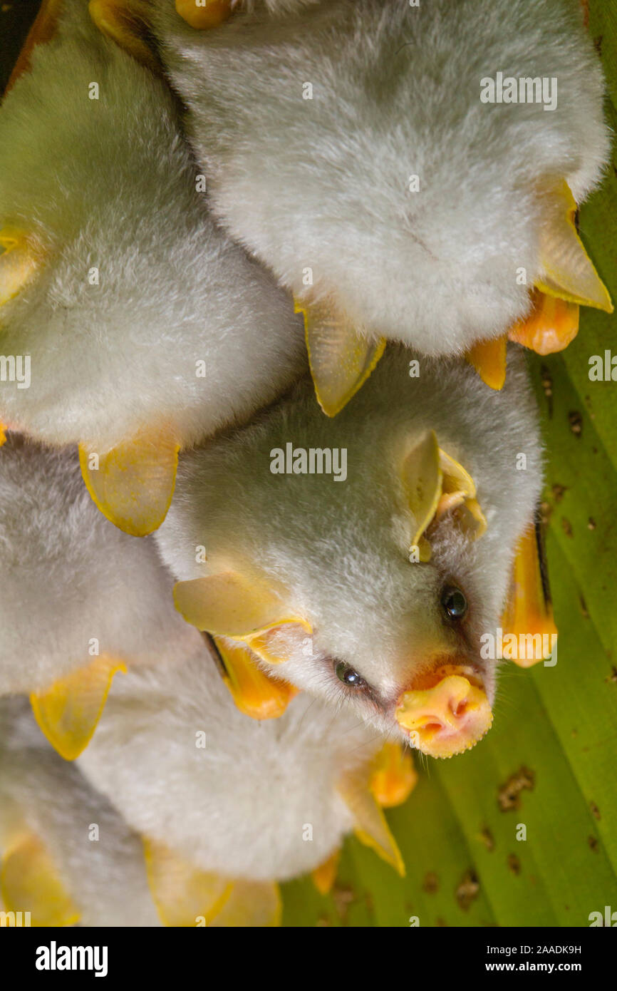 Honduran white bat ectophylla alba roosting hi-res stock photography ...