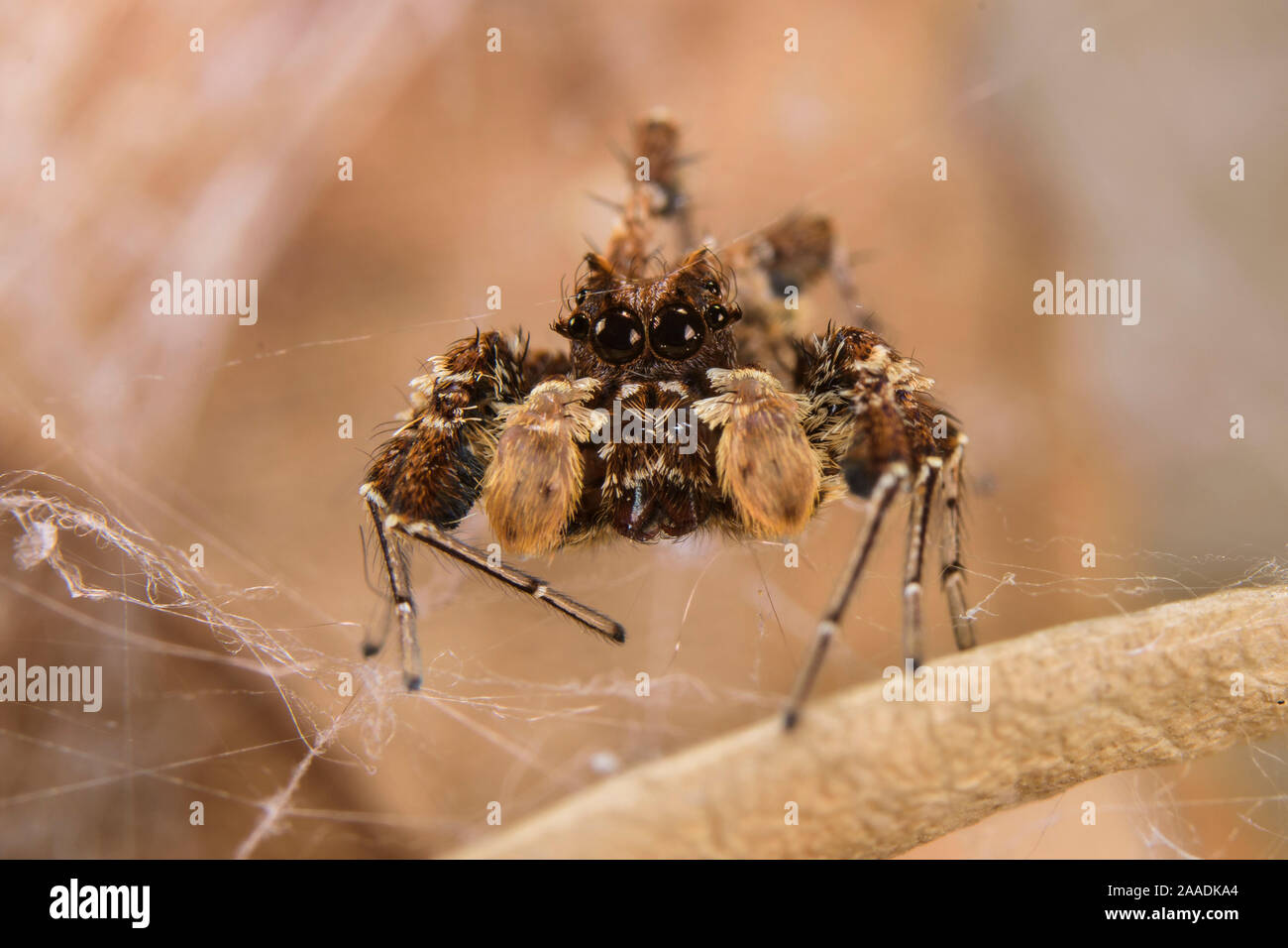 Dandy jumping spider hi-res stock photography and images - Alamy