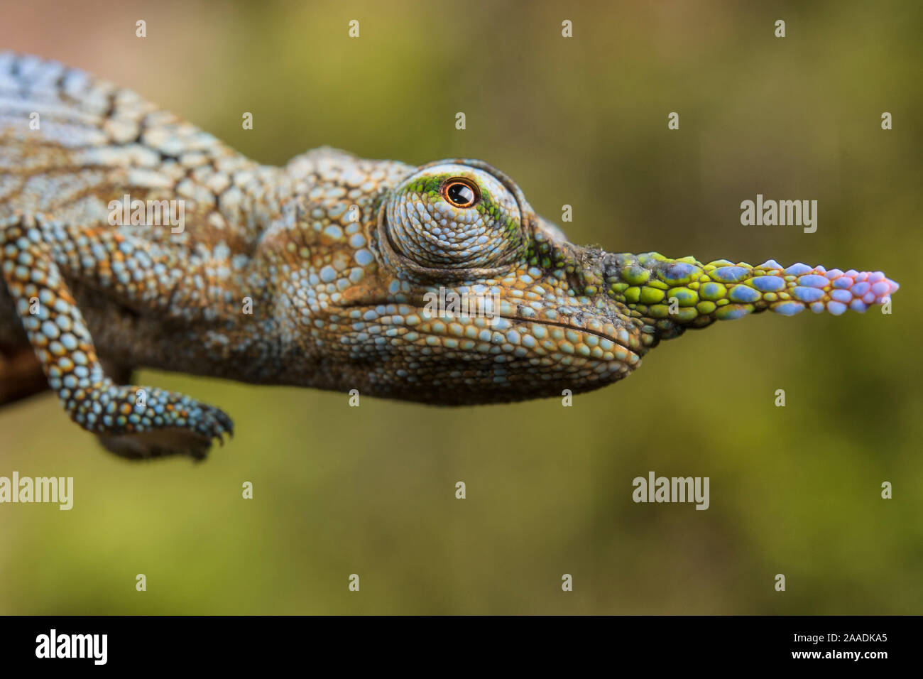 Lance-nosed chameleon (Calumma gallus), Andasibe-Mantadia National Park ...