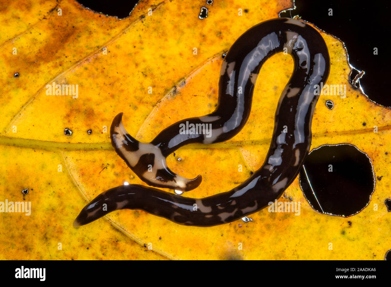 Flatworms hi-res stock photography and images - Alamy