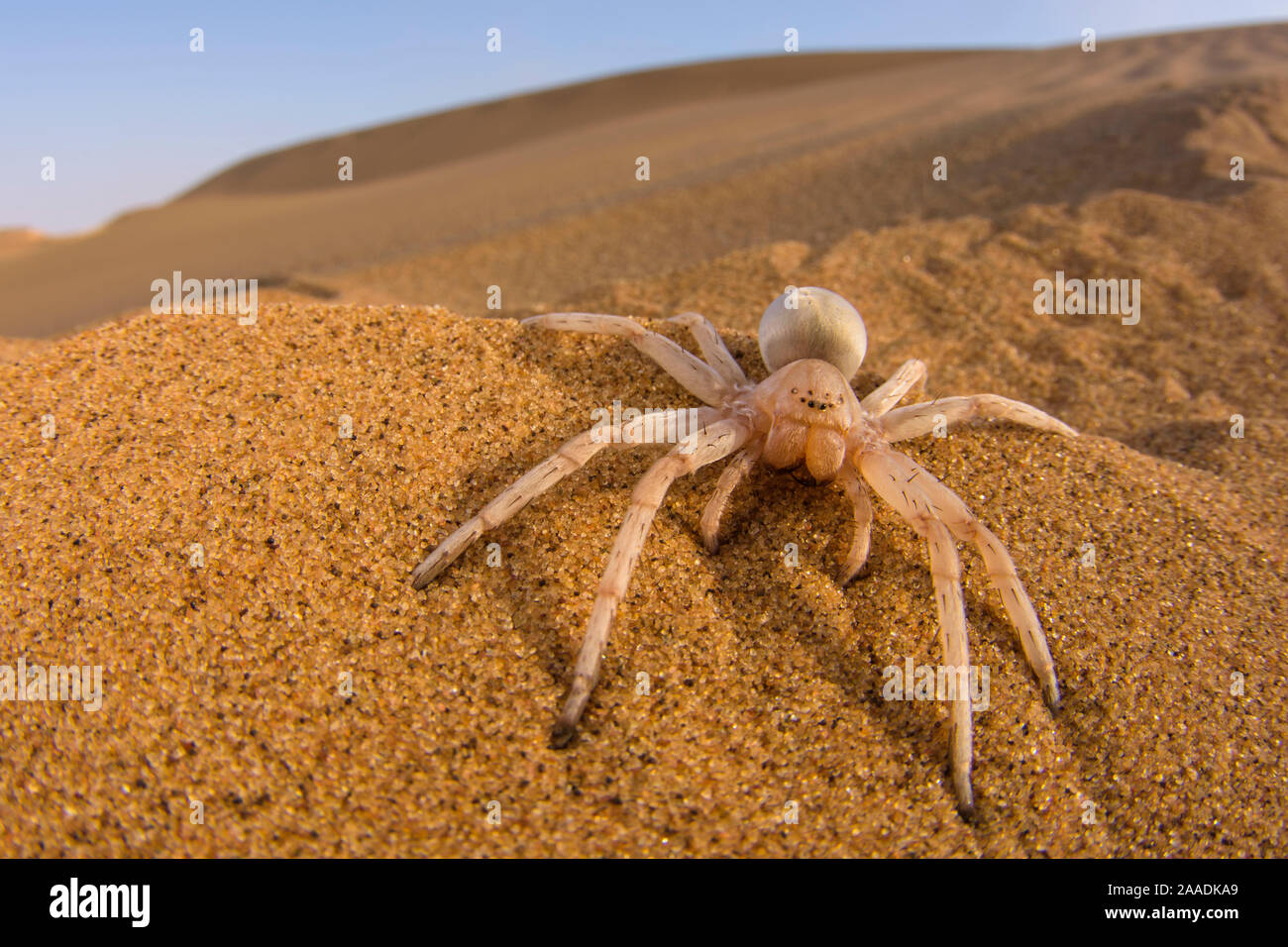 Cartwheeling spider (Carparachne sp.) in desert, Swakopmund, Namibia ...