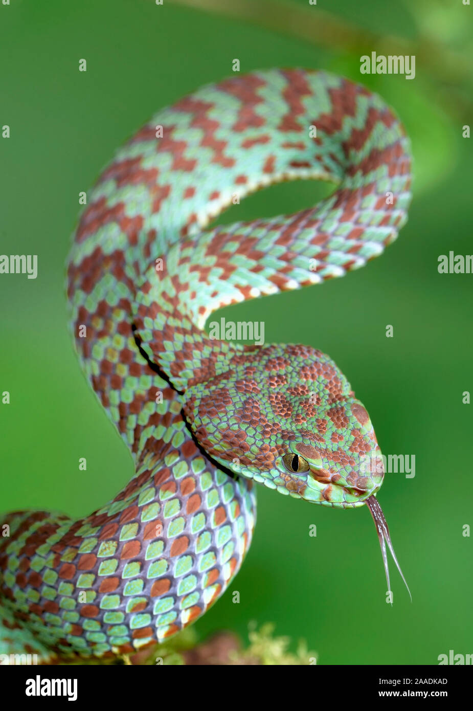 Beautiful pit viper (Trimeresurus venustus) captive occurs in Thailand ...
