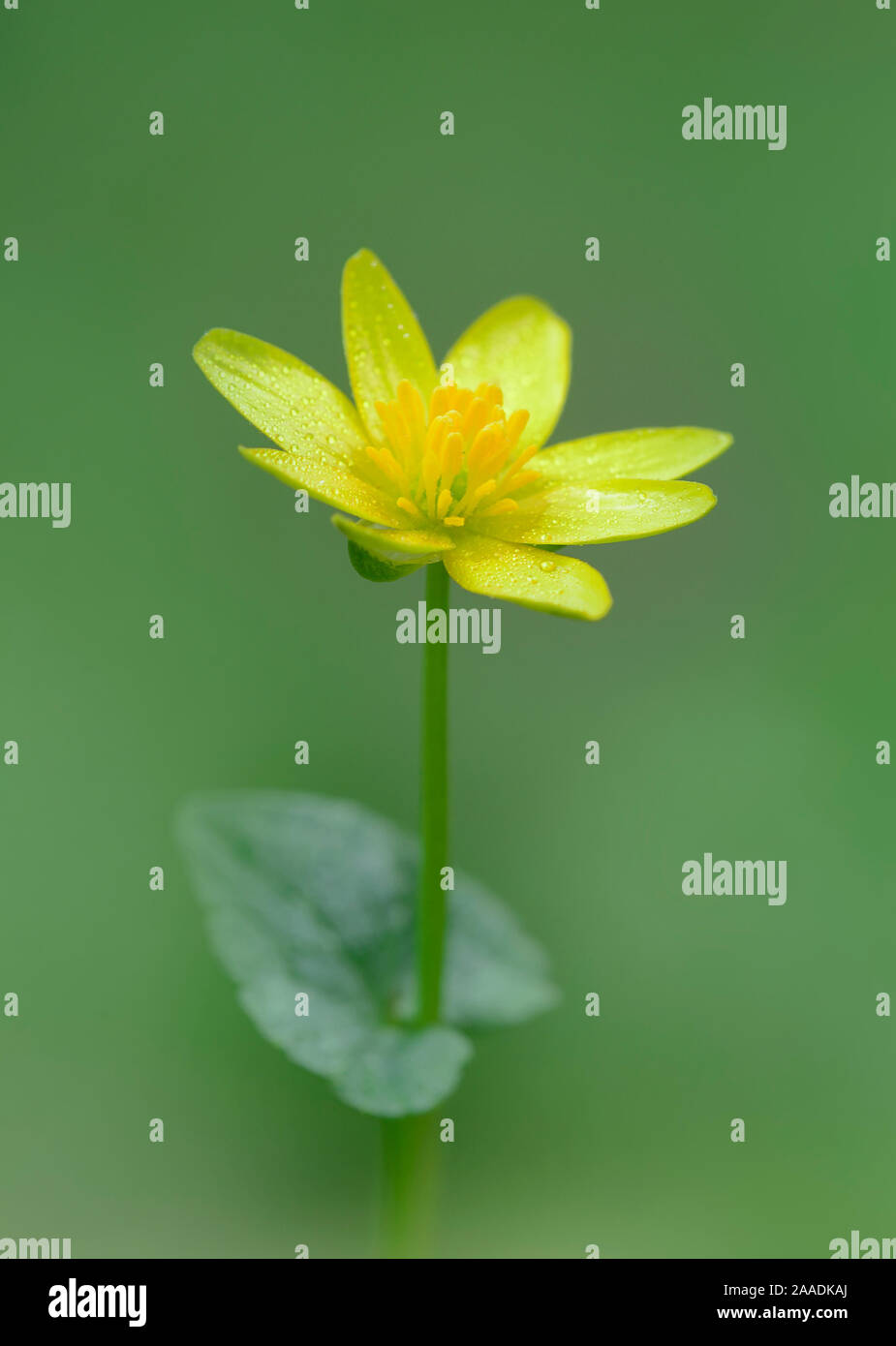 Lesser celandine (Ranunculus ficaria) Clare Glen, Tandragee, County ...