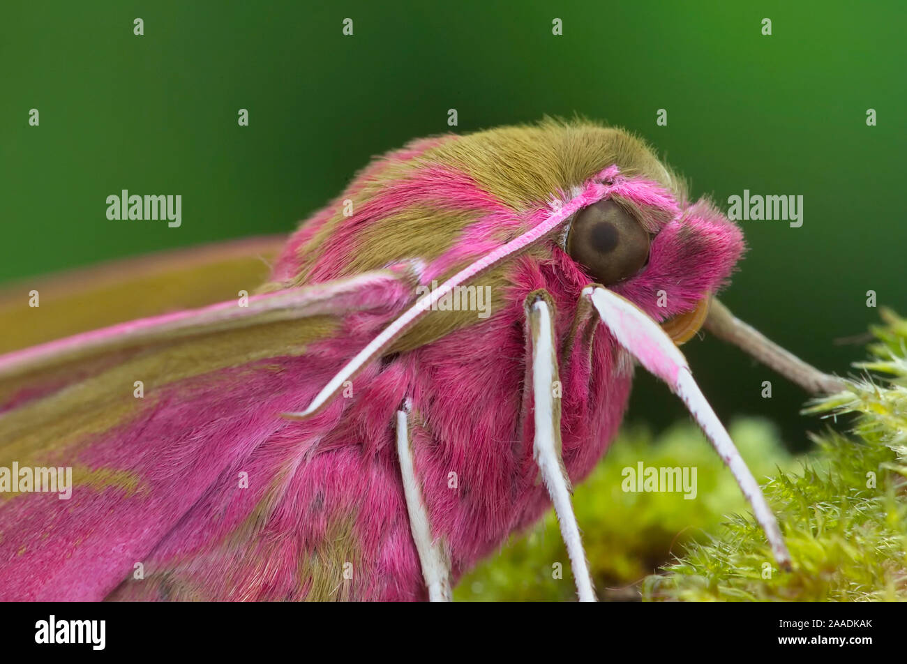 Elephant hawk moth (Deilephila elpenor) portrait, Brackagh Moss ...