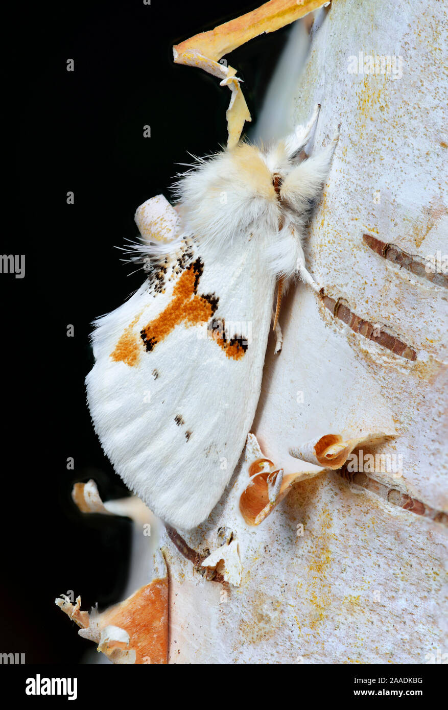 White prominent moth (Leucodonta bicoloria) County Kerry, Ireland Stock ...
