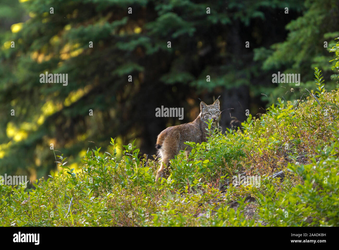 Canada lynx (Lynx canadensis) walking through a mountain meadow ...