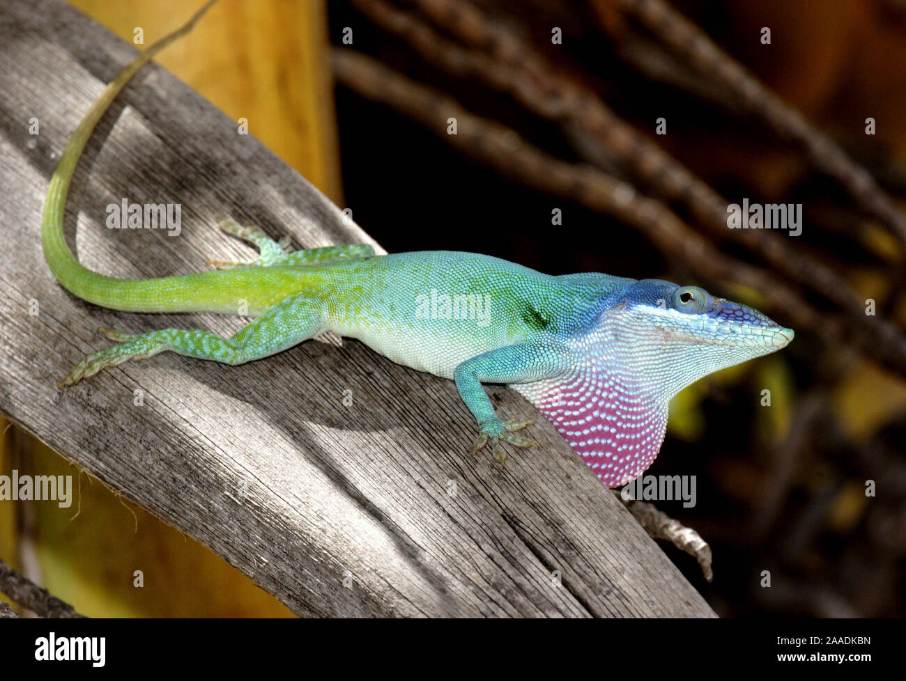 Allison's anole (Anolis allisoni) male displaying, on a tree near ...