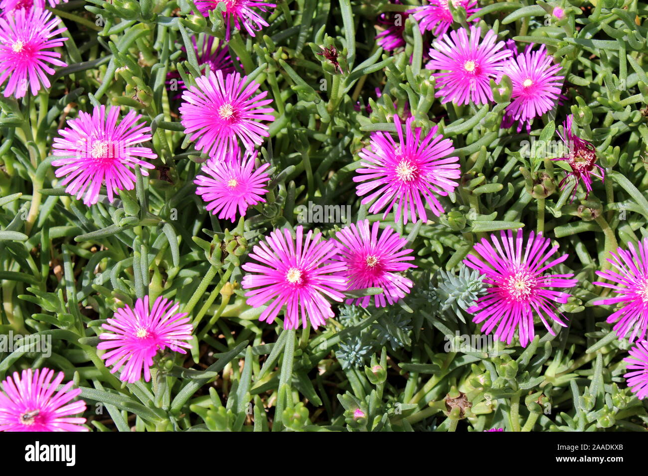 Dwarf Perennial Flowers