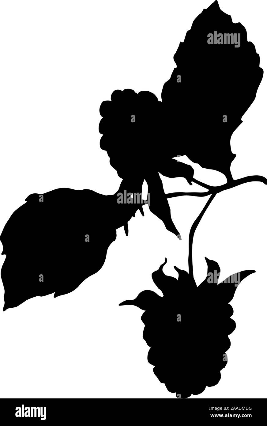 Blackberry healthy food. Black and white engraved ink art. Isolated ...