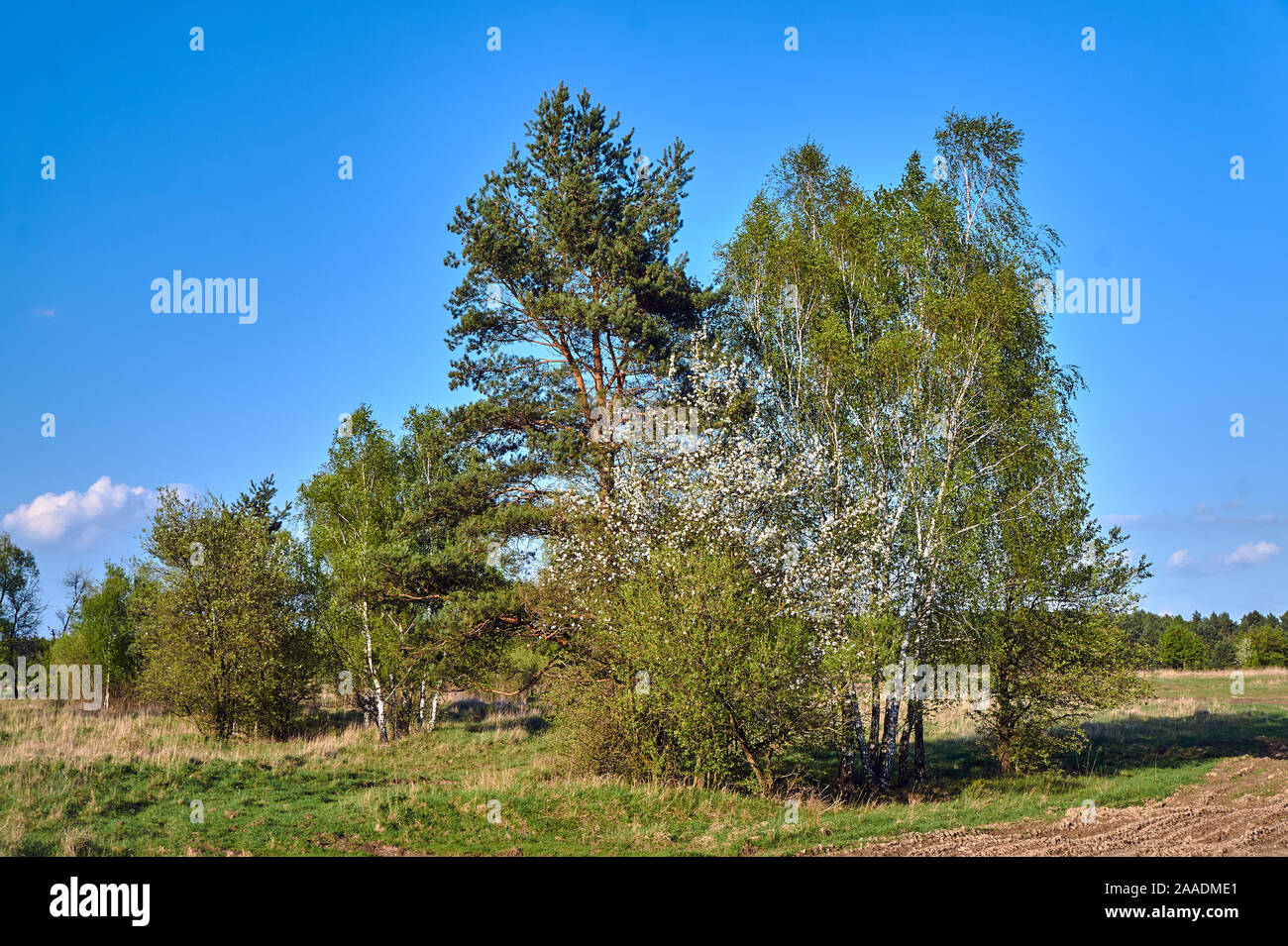 Meadow and flowering trees in spring in Poland Stock Photo - Alamy