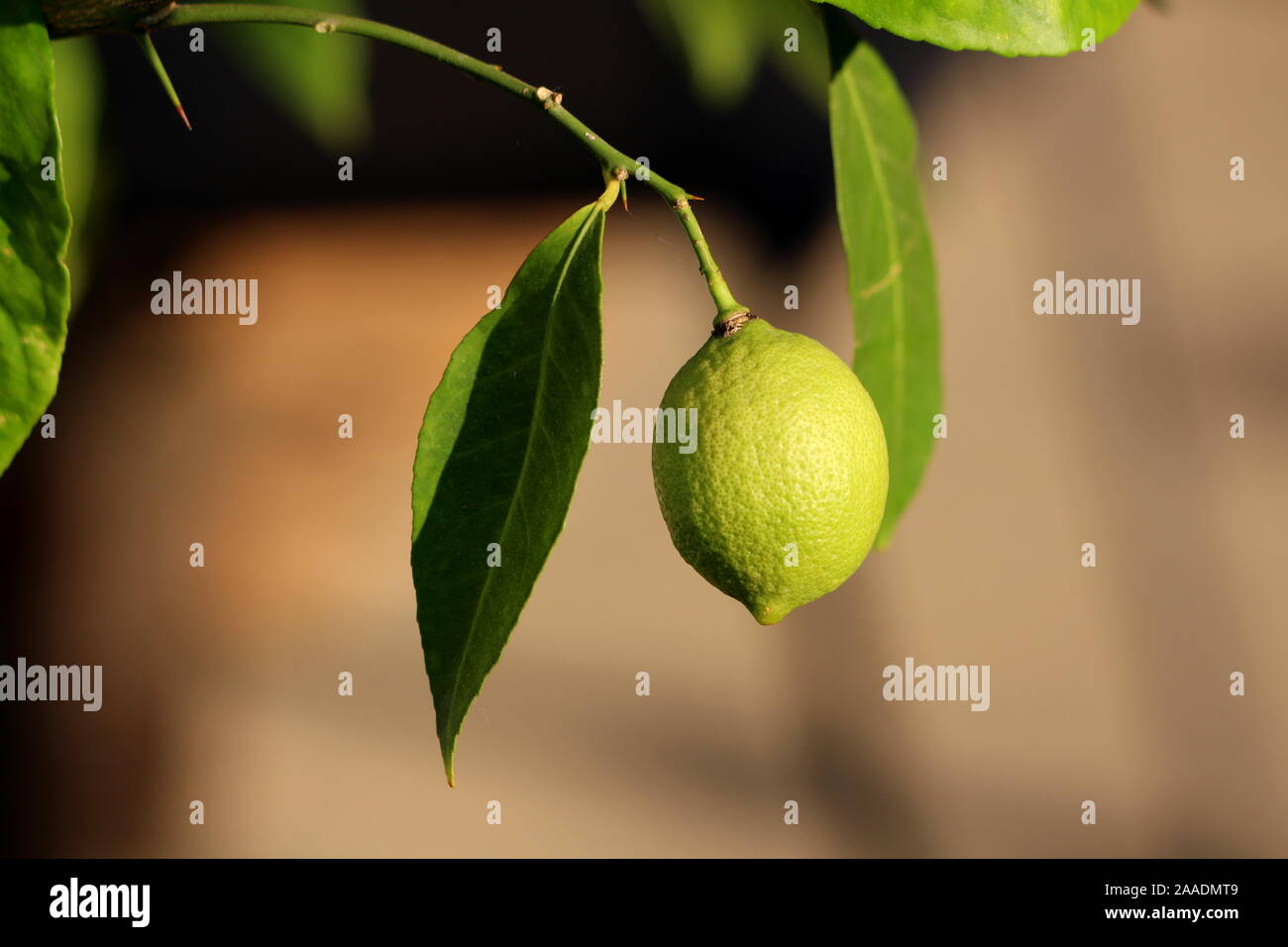 Lemon or Citrus limon plant with single light green to yellow fresh ...