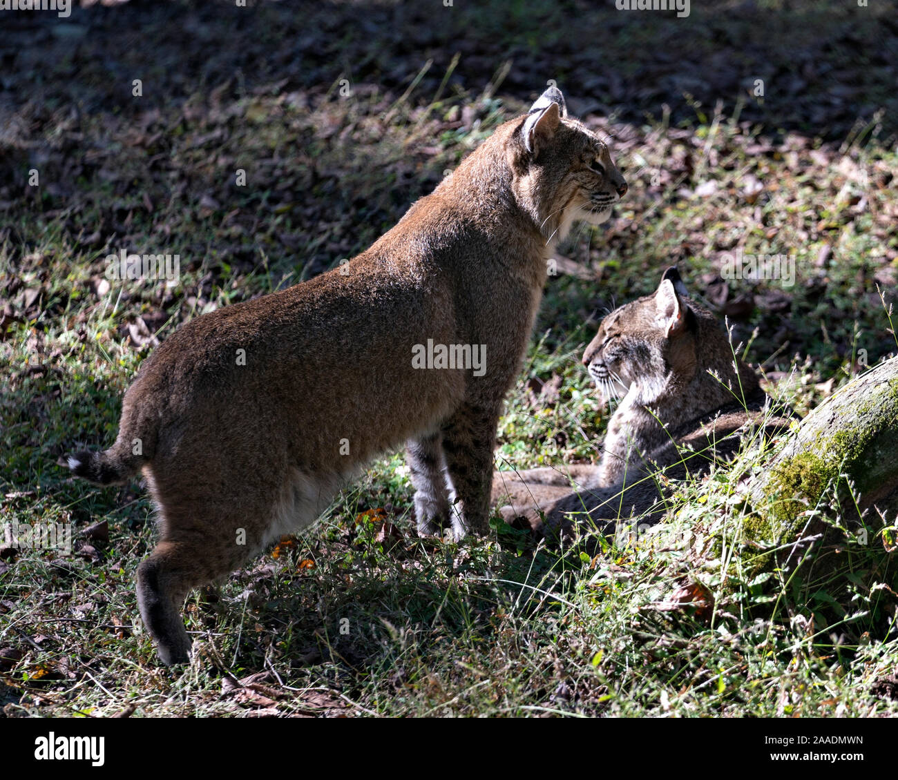 Bobcat animal couple interacting with each other, while exposing their ...