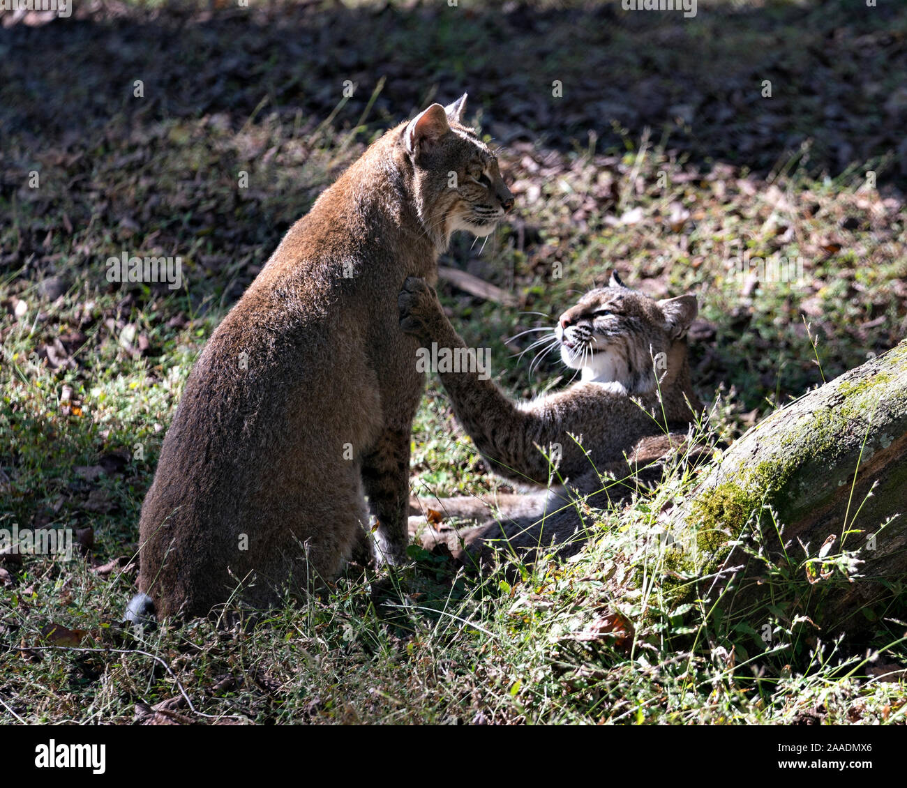 Bobcat animal couple interacting with each other, while exposing their ...