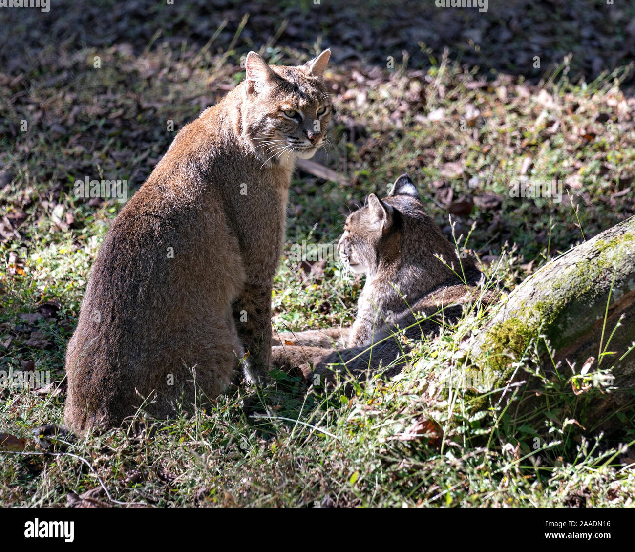 Bobcat animal couple interacting with each other, while exposing their ...