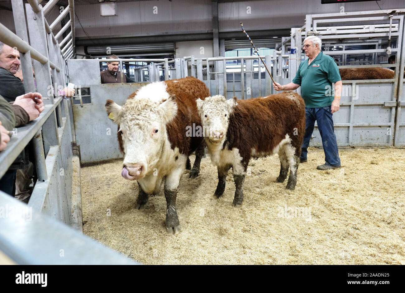 Hereford cow face hi-res stock photography and images - Alamy