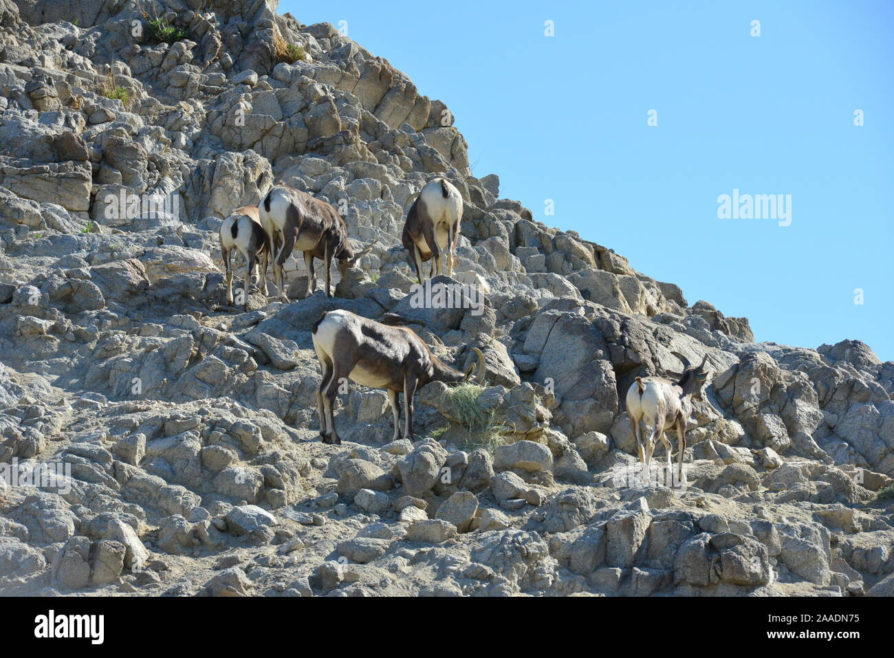Desert Bighorn sheep in America Stock Photo - Alamy