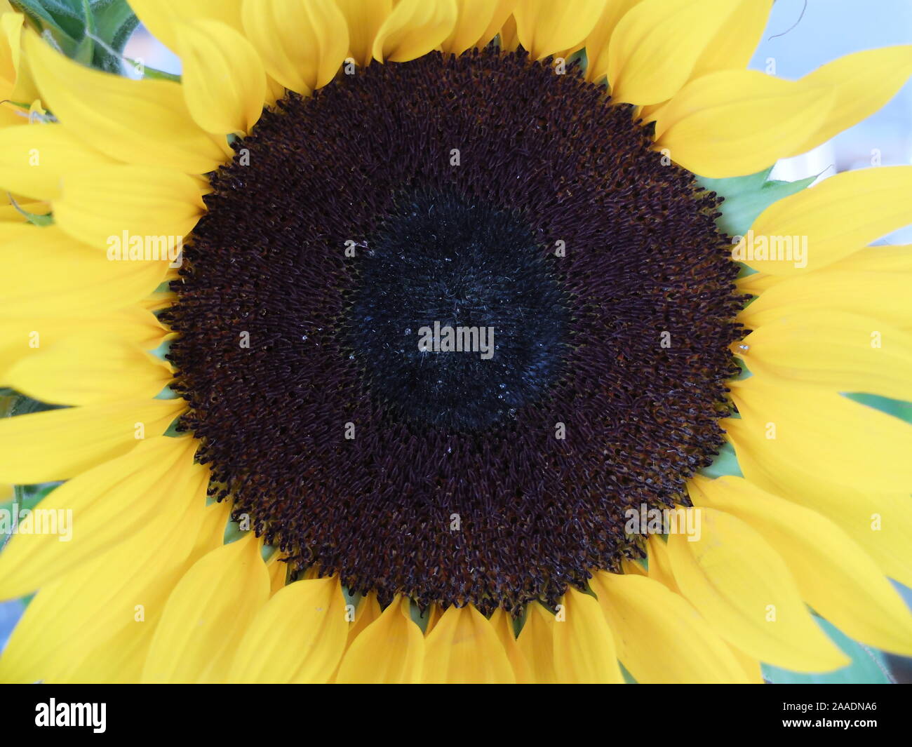 Round sunflower hi-res stock photography and images - Alamy