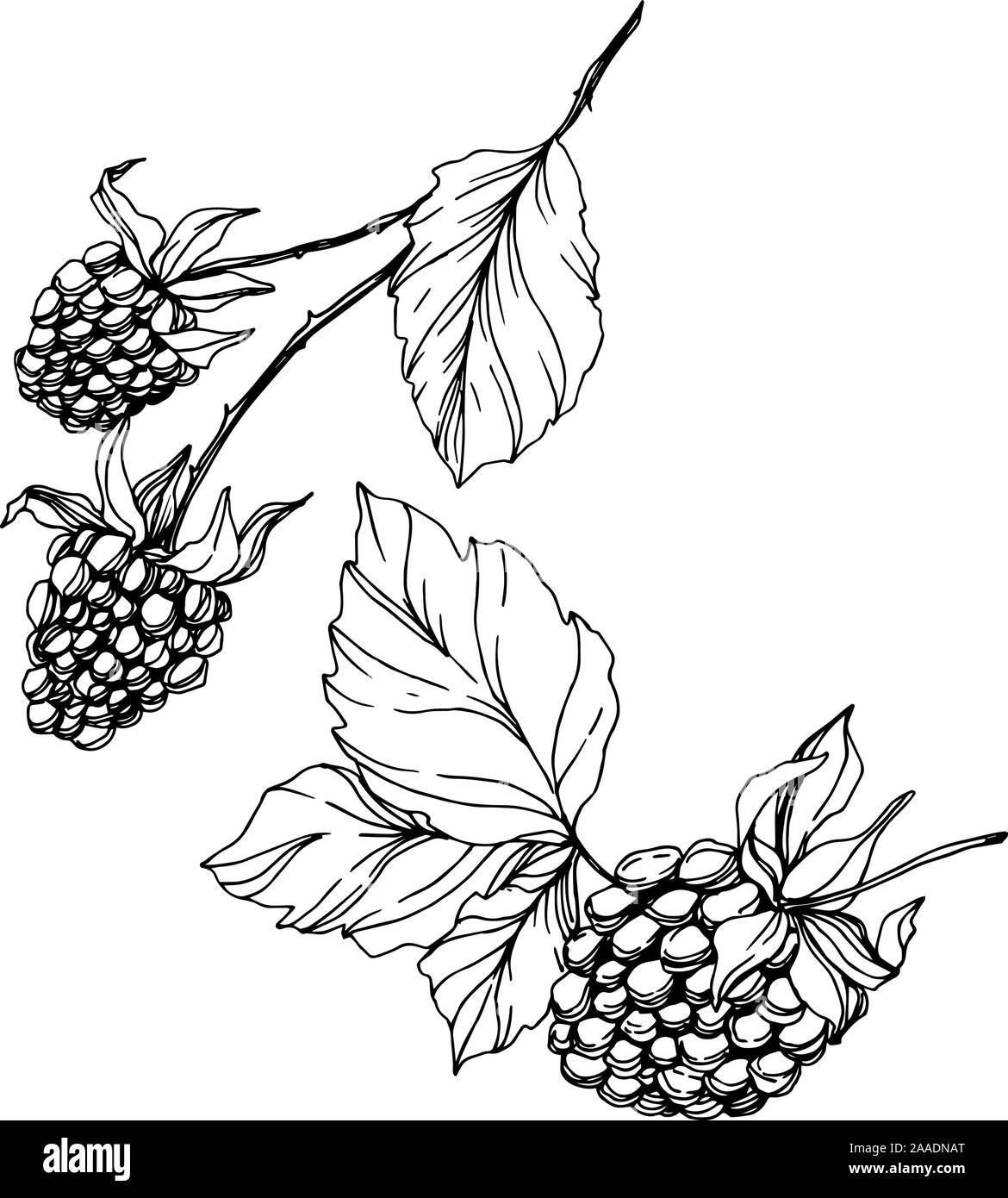 Blackberry healthy food. Black and white engraved ink art. Isolated ...