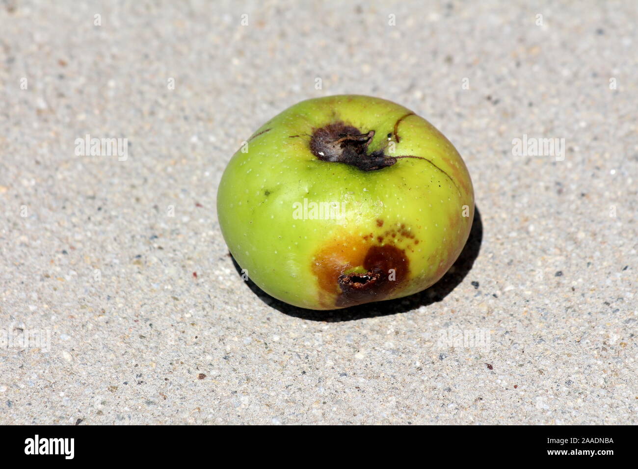 Organic ripe light green to yellow apple with large dark brown worm ...
