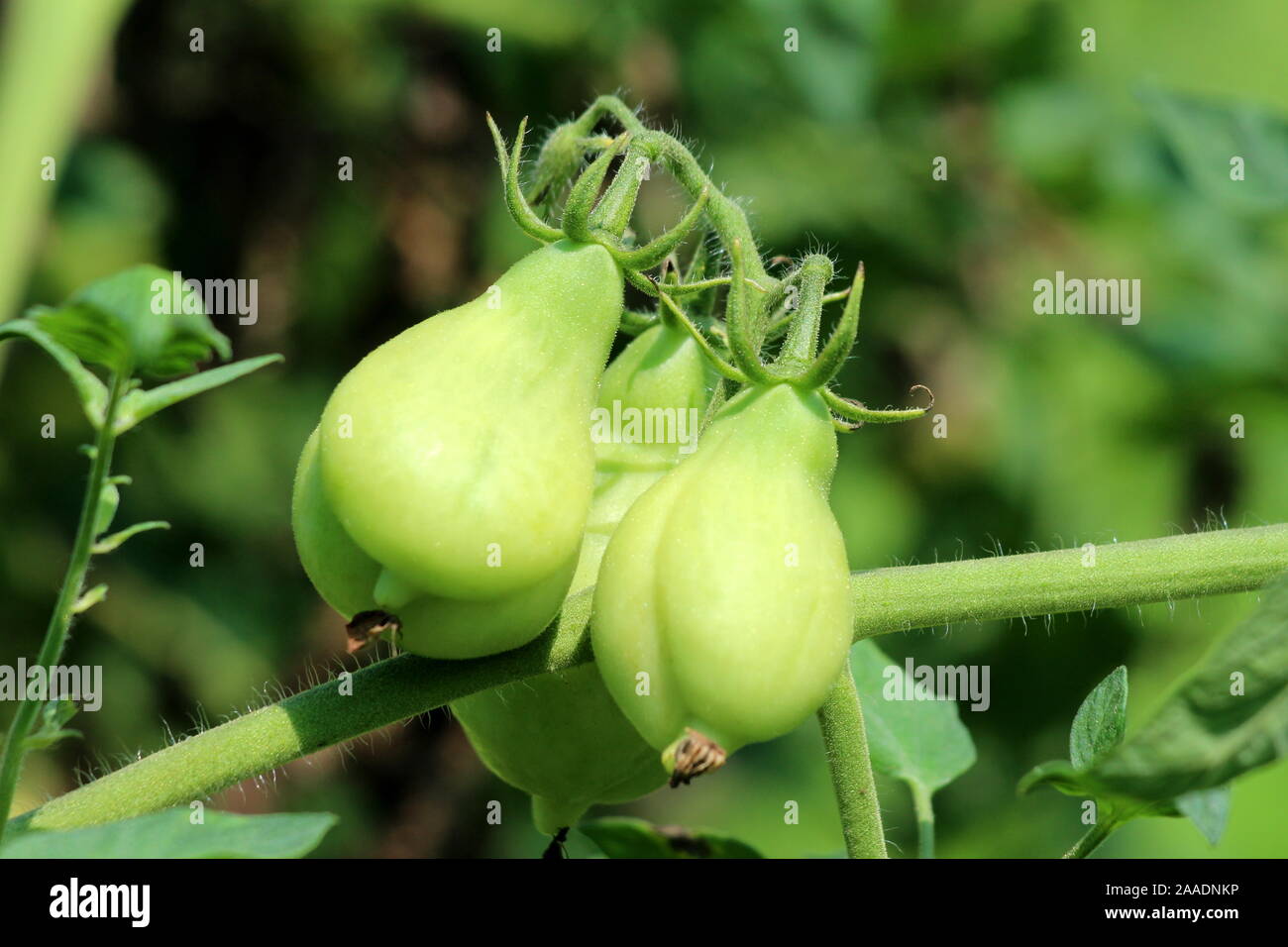 Pear shaped leaves hi-res stock photography and images - Alamy