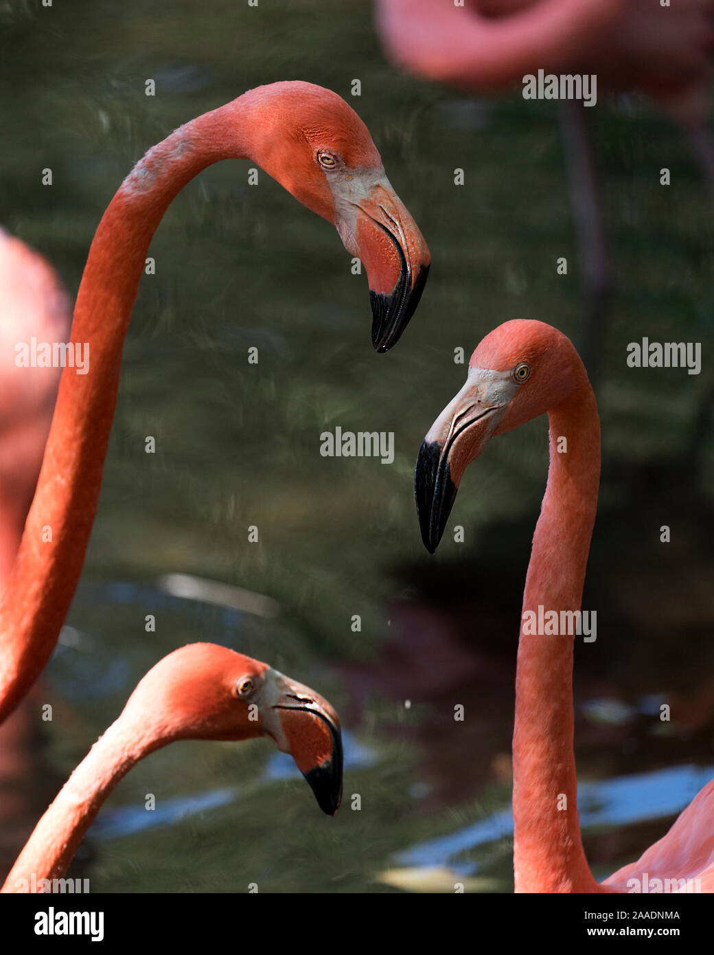 Flamingo birds trio in the water exposing their bodies, wings, long ...