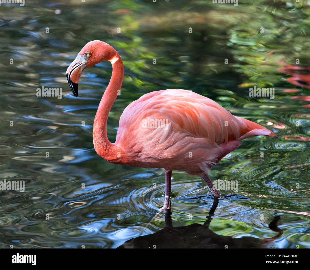 Flamingo bird in water exposing its body, wings, long neck, head, beak ...