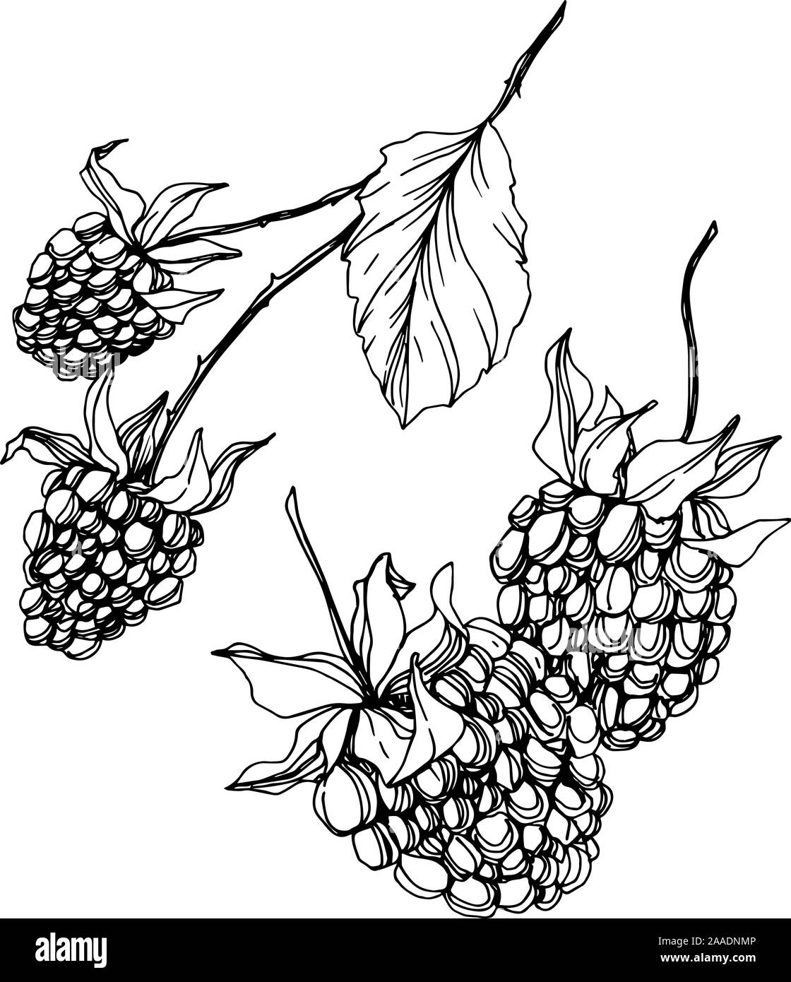 Blackberry healthy food. Black and white engraved ink art. Isolated ...