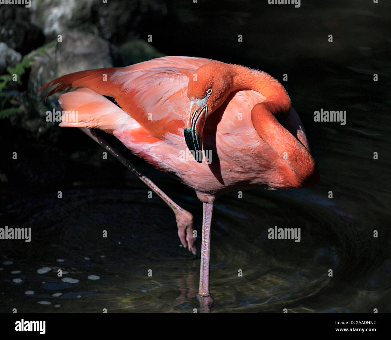 Flamingo bird resting in water exposing its body, wings, long neck ...