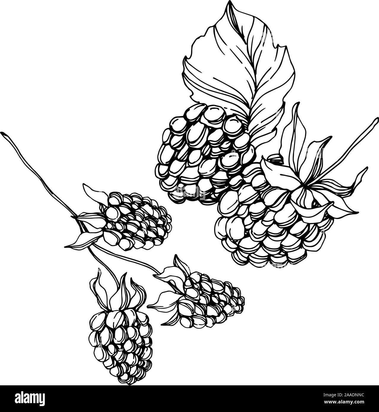 Blackberry healthy food. Black and white engraved ink art. Isolated ...
