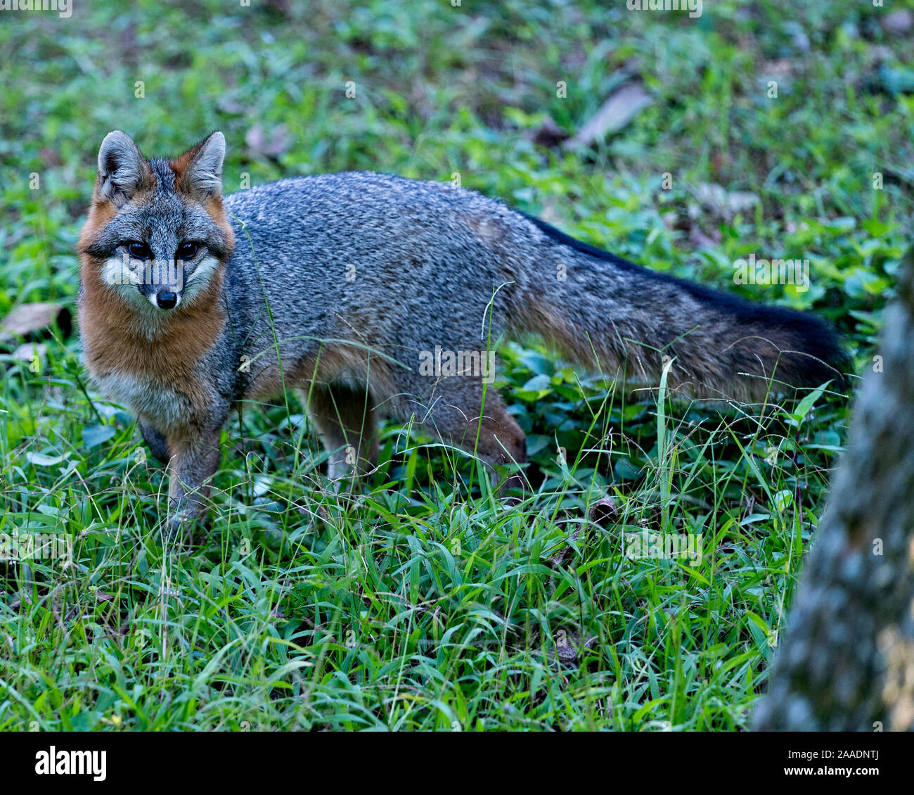Fox comic hi-res stock photography and images - Alamy
