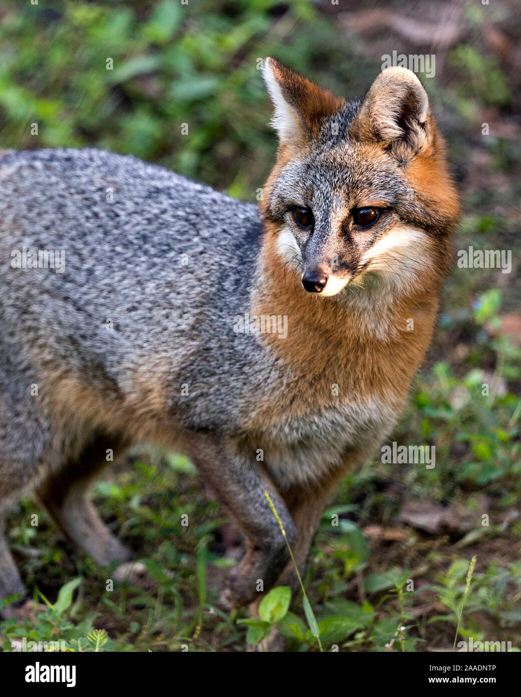 Body of a fox hi-res stock photography and images - Alamy