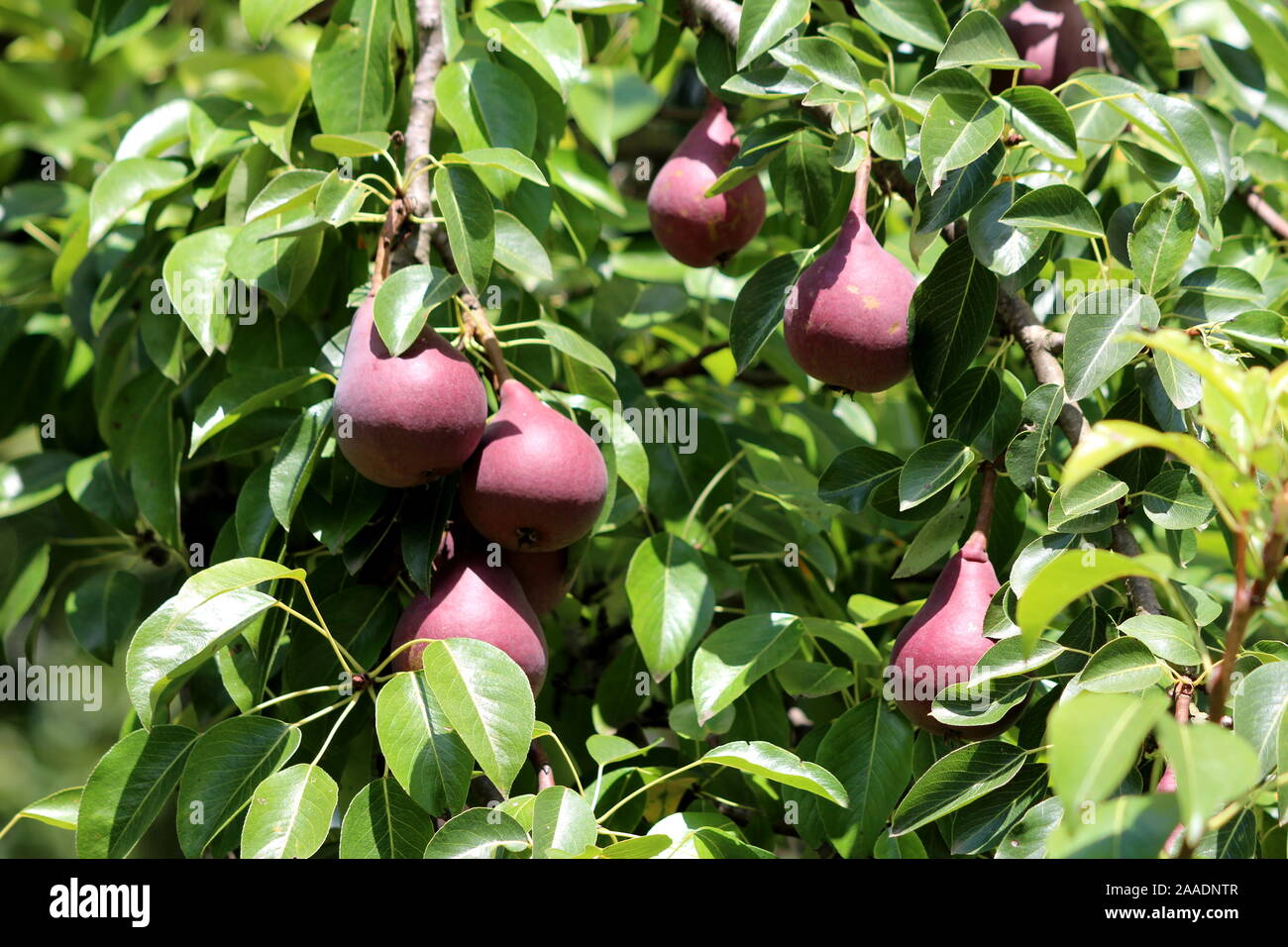 Red Sensation Bartlett or Pyrus communis sensation or Pyrus pyrifolia ...