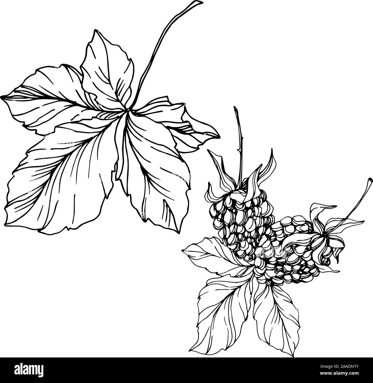 Blackberry healthy food. Black and white engraved ink art. Isolated ...
