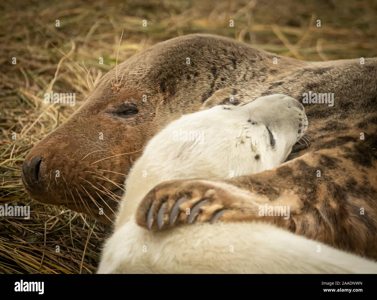 Seals Hug High Resolution Stock Photography and Images - Alamy