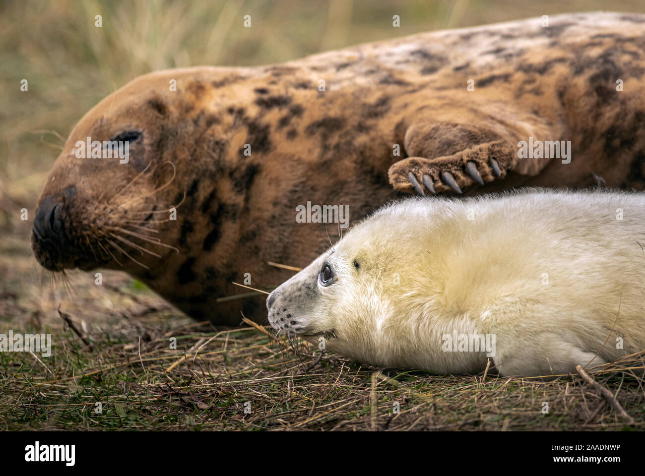 Seals Hug High Resolution Stock Photography and Images - Alamy