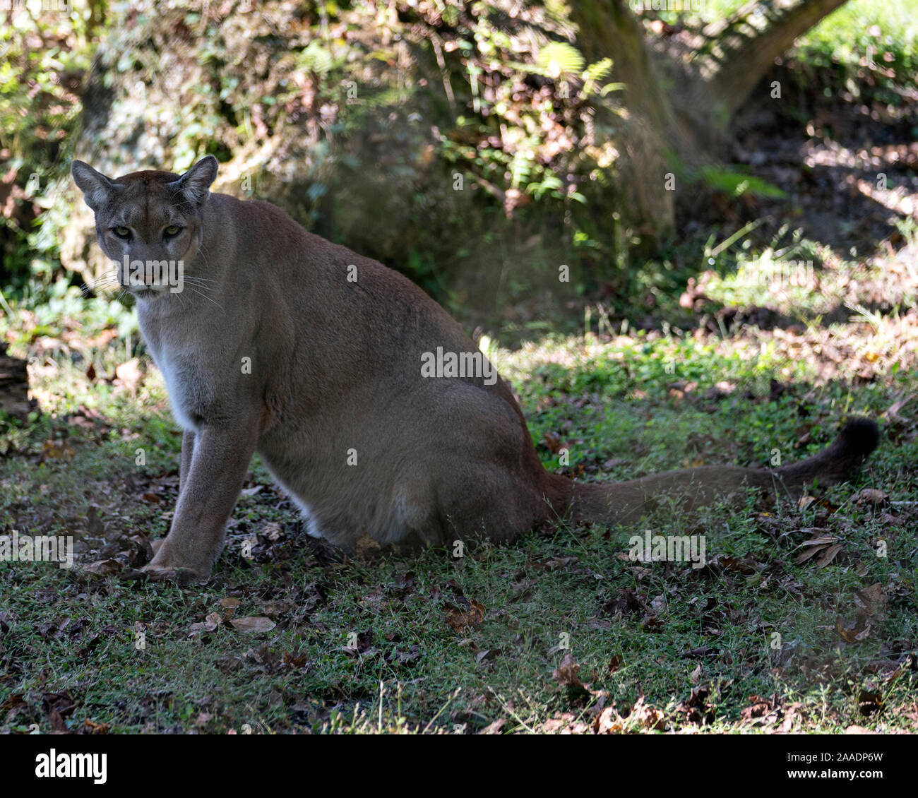 Florida Panther sitting on grass in its environment, while exposing its ...